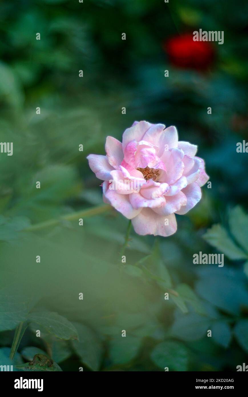 A closeup of the light pink rose fully bloomed turned to above Stock ...