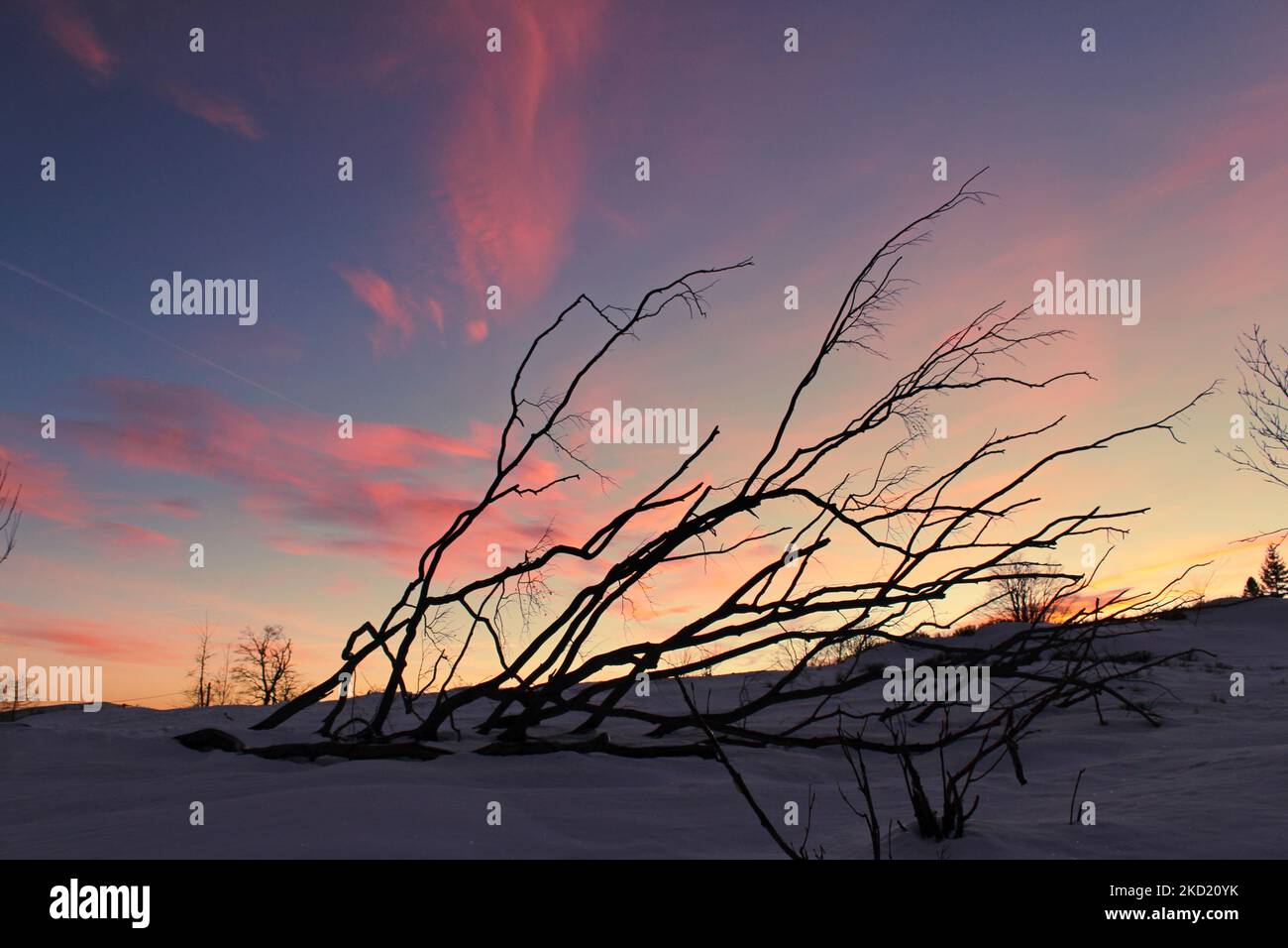 The fallen tree's silhouette against the background of the beautiful ...