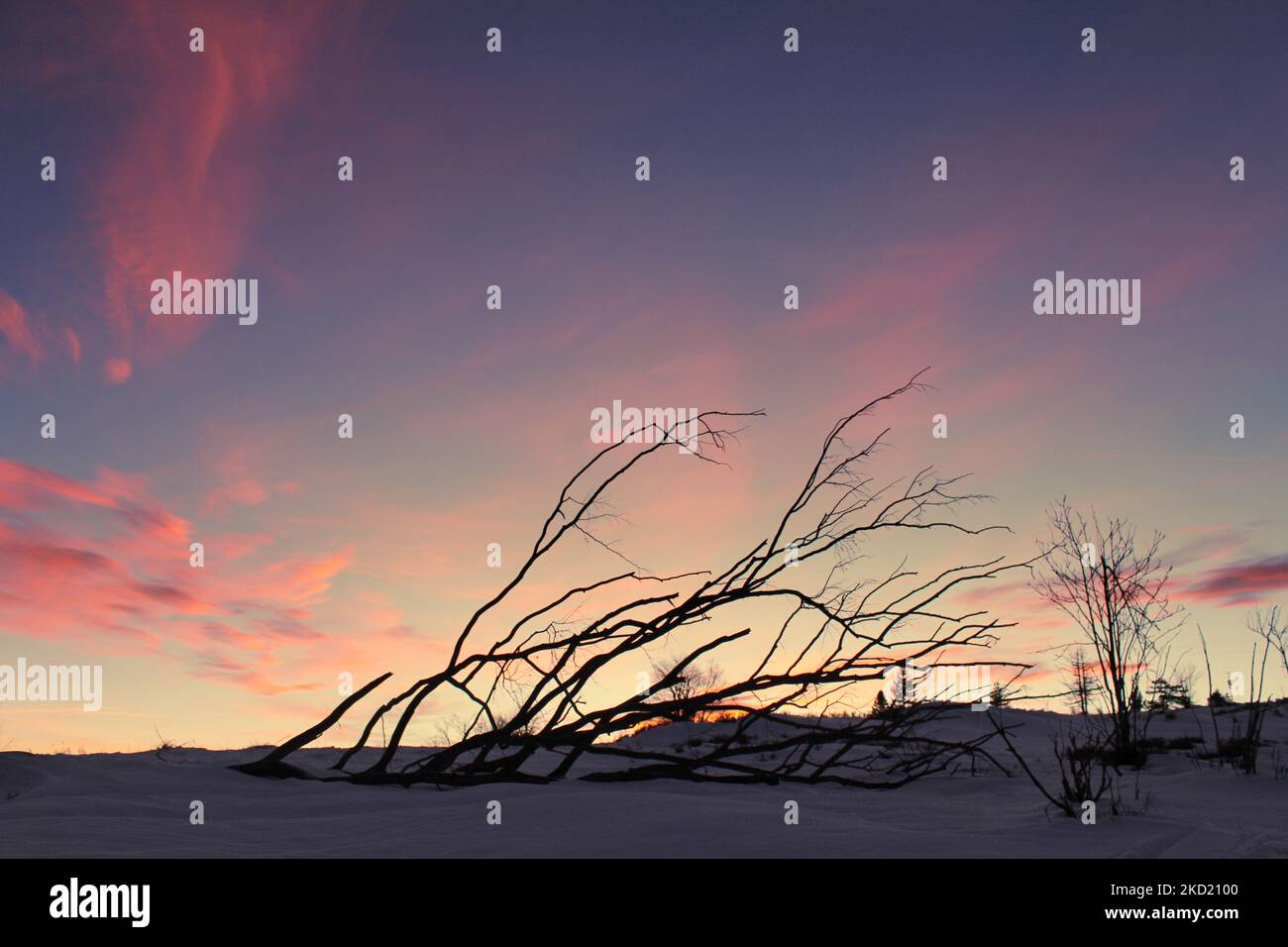 The fallen tree's silhouette against the background of the beautiful ...