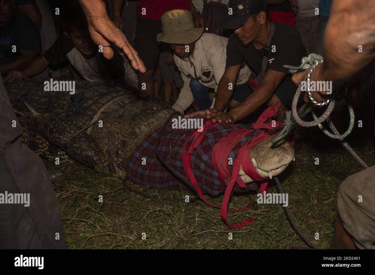 Residents removes the leash of a wild crocodile after removing a used ...