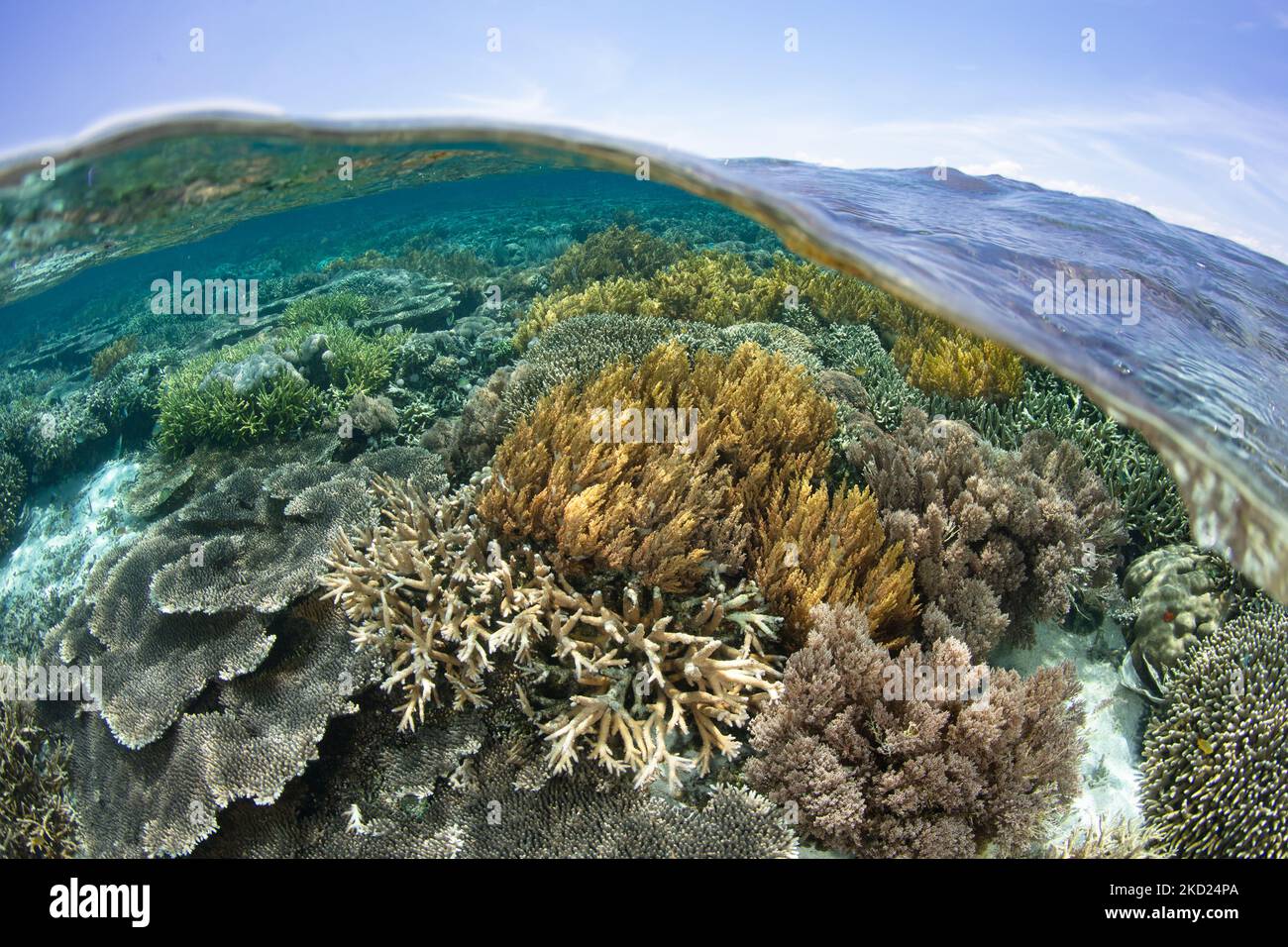 A diverse array of corals compete for space on a shallow, healthy reef ...