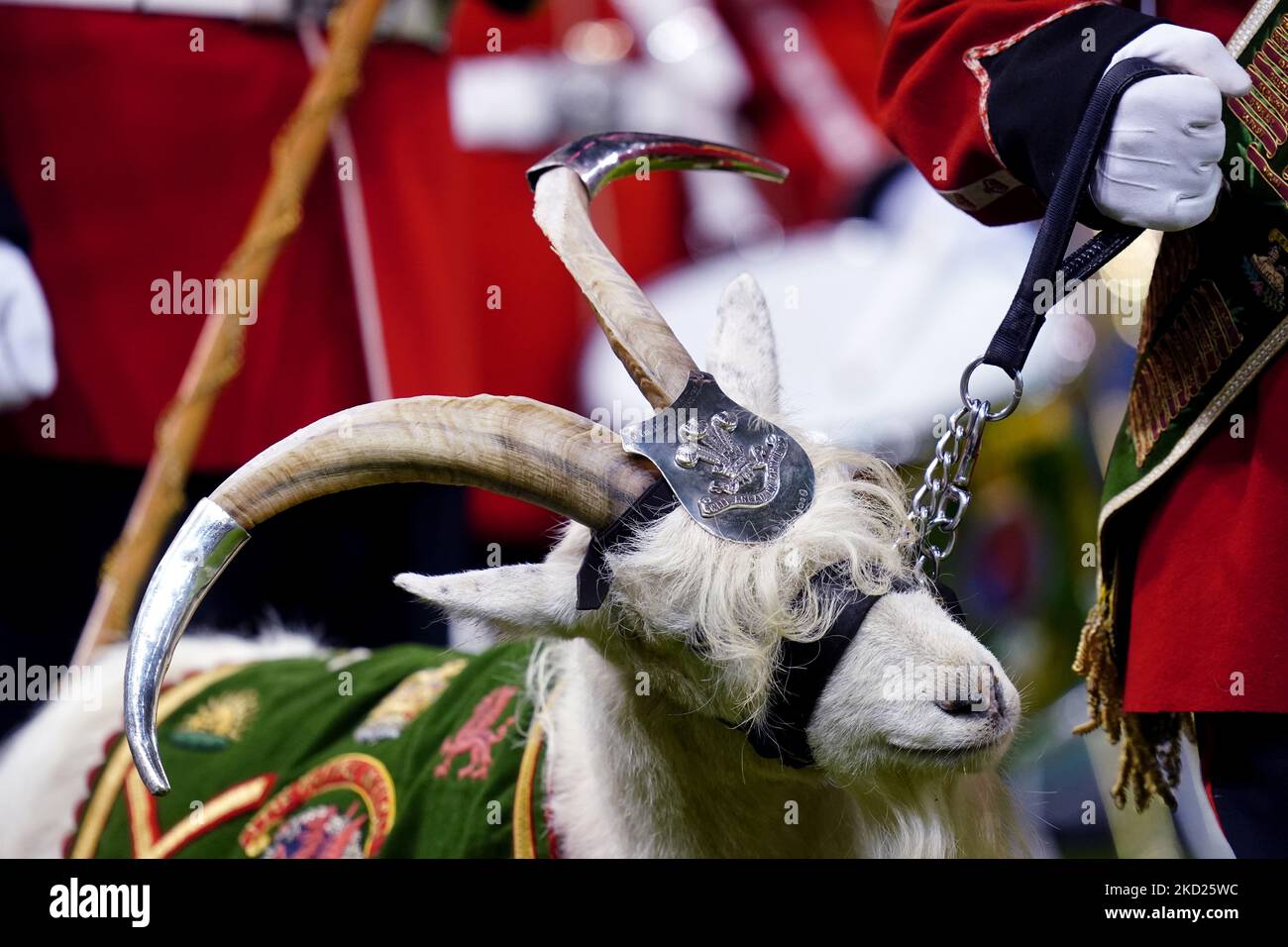 The Royal Welsh Battalion mascot goat on the pitch ahead of the Autumn ...