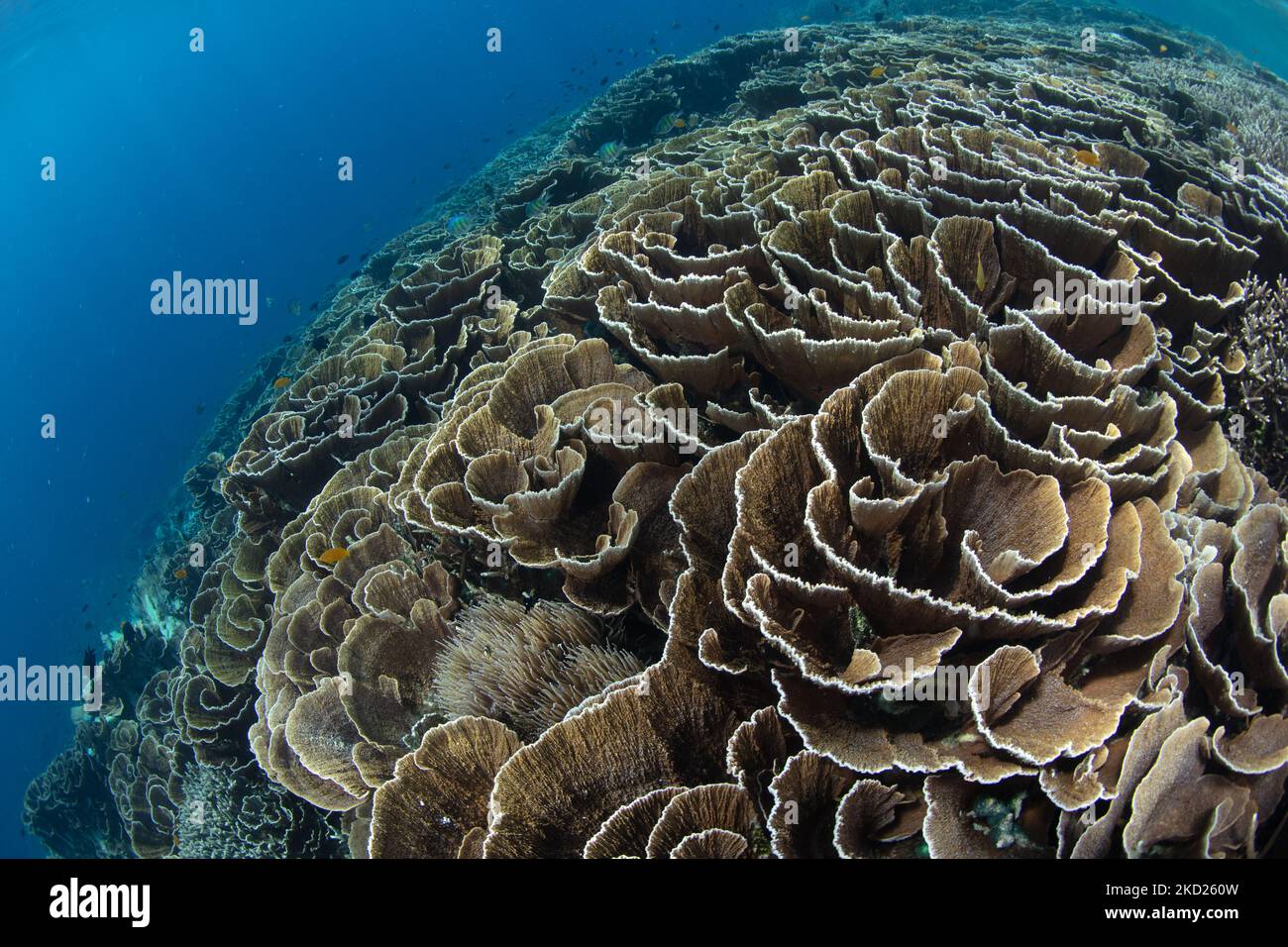 An array of reef-building corals compete for space on a shallow ...