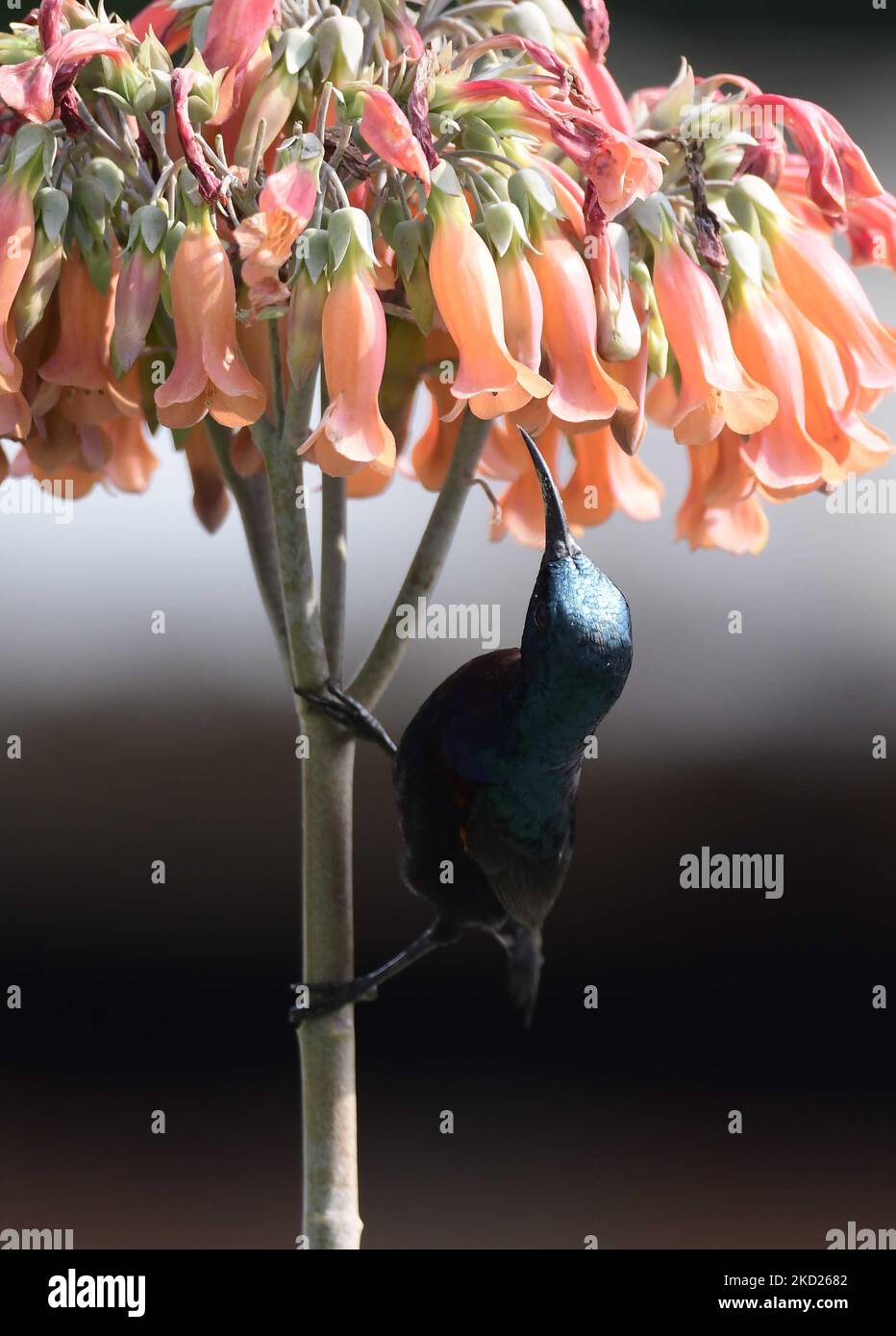 A purple sunbird perches on a flower in Nagaon district of Assam ,India ...