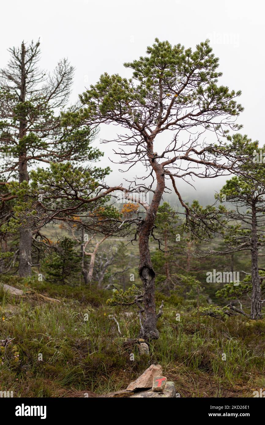 A vertical shot of tall green trees growing in a forest in Norway Stock ...