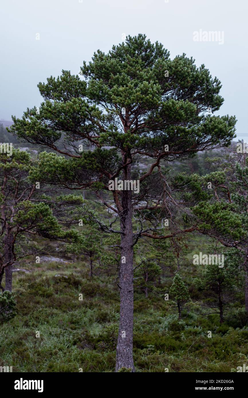 A vertical shot of tall green trees growing in a forest in Norway Stock ...
