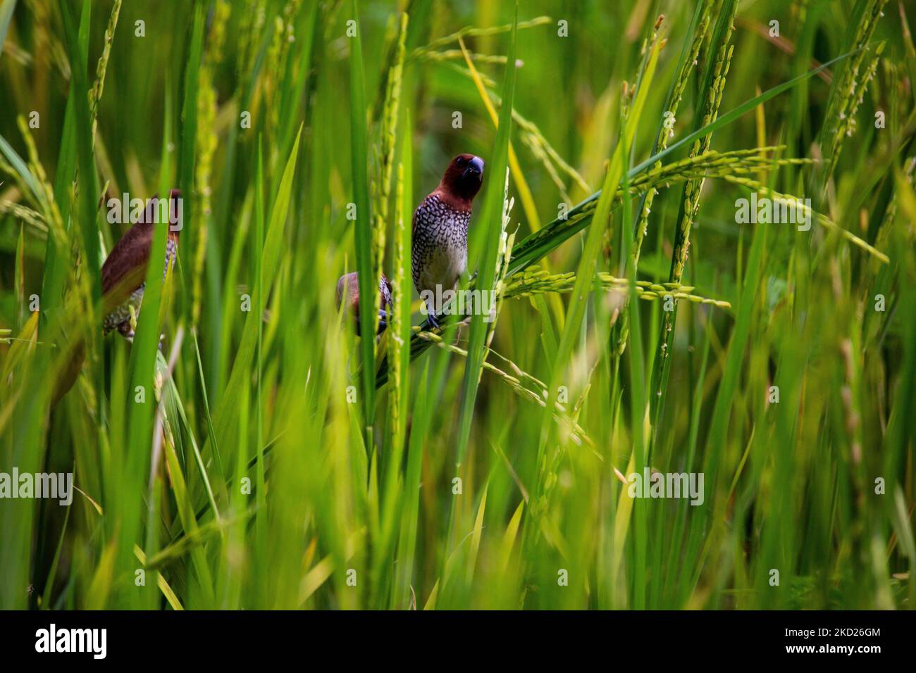 A shallow focus shot of a scaly-breasted munia or spotted munia ...