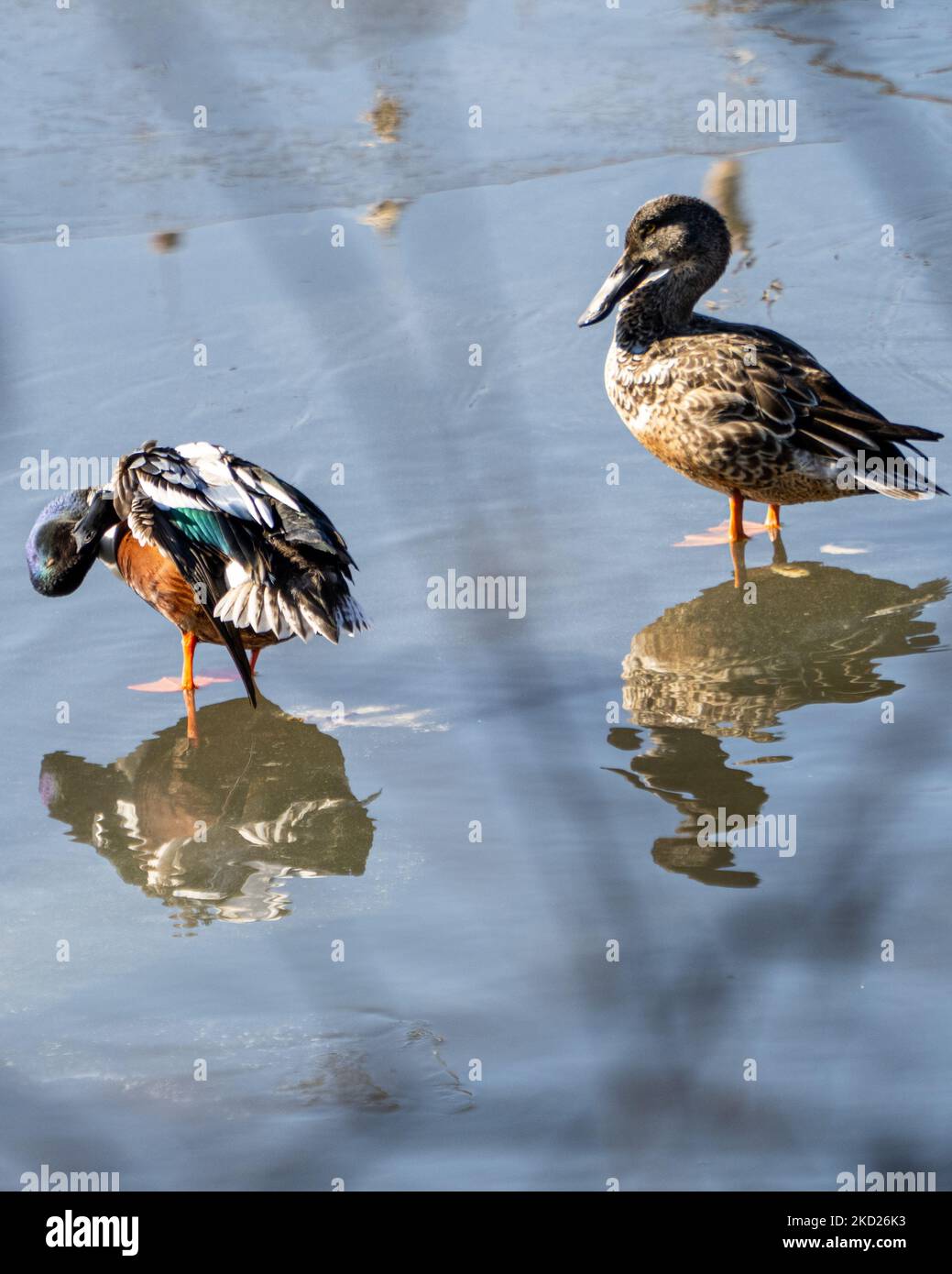 Mallard and Northern Shoveler ducks are seen in the early morning hours ...