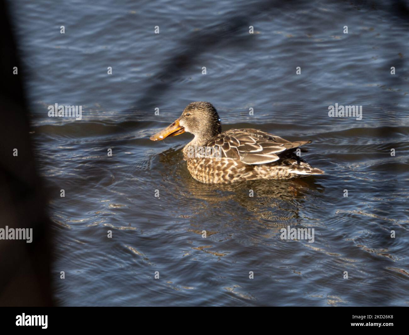 A female mallard duck is seen in the early morning hours at Miami ...