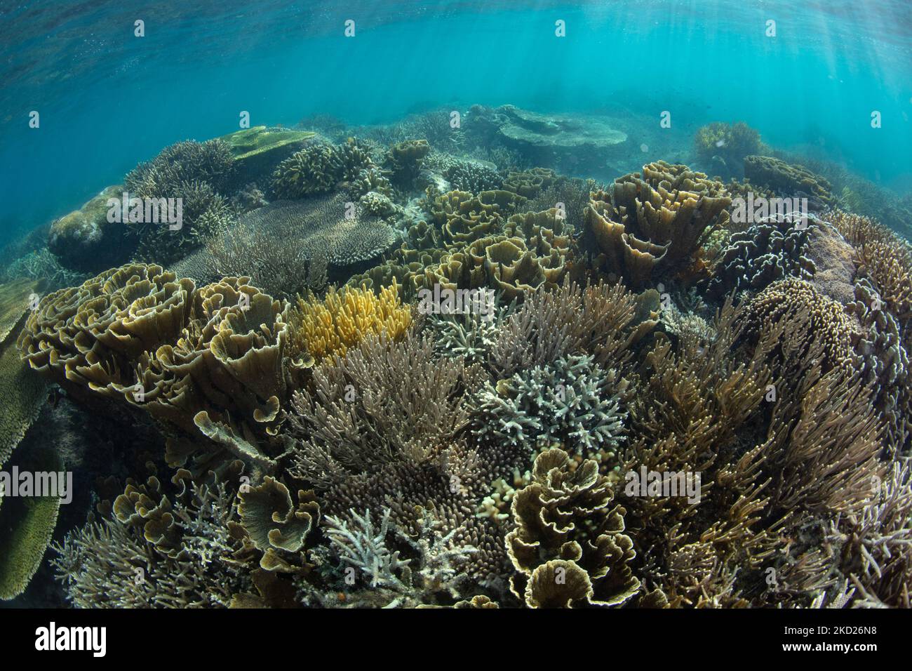 A diverse array of corals compete for space on a shallow, healthy reef ...