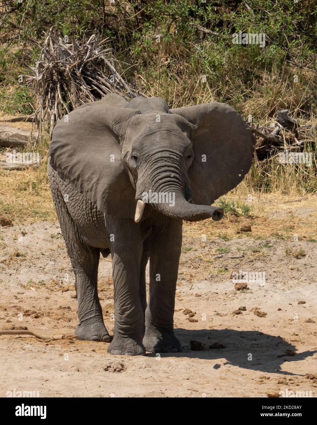 An elephant sniffing its surroundings on a dry river bed in Tanzania ...