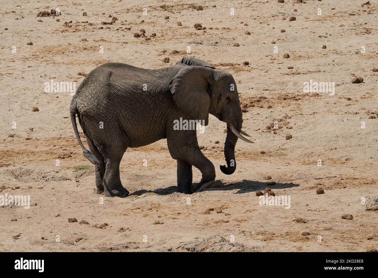 An elephant digging for water on a dry river bed in Tanzania Stock ...