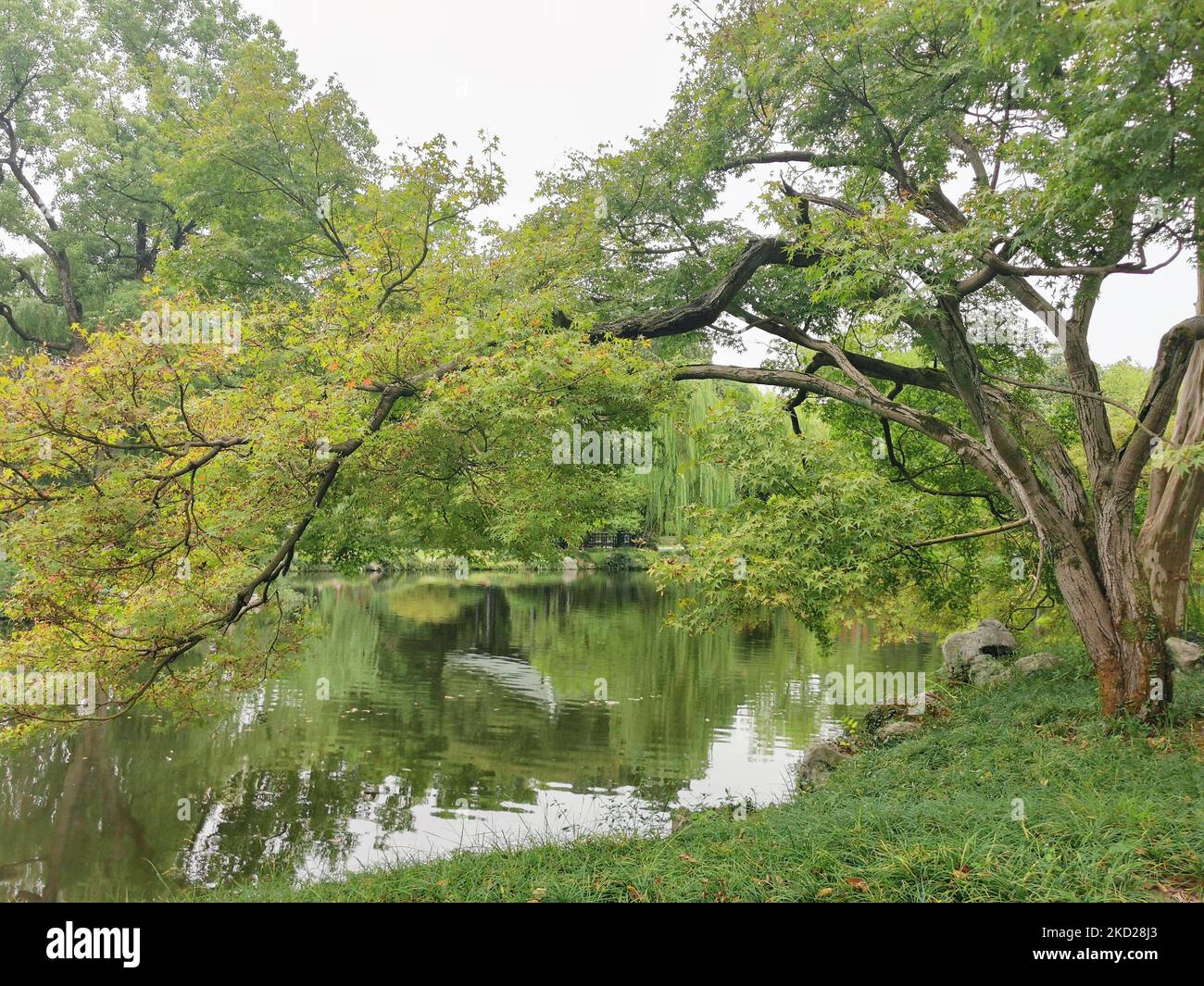 A tree and its shadow in the lake Stock Photo - Alamy
