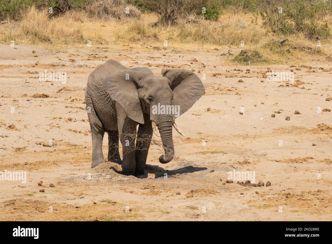 An elephant drinking after digging for water on a dry river bed in ...