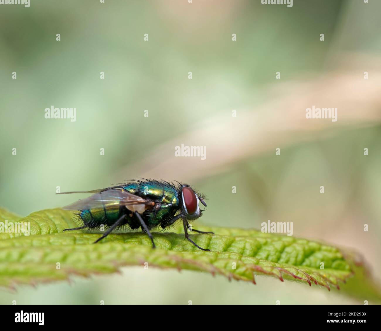 The common green bottle fly, blowfly, with brilliant green, blue and ...