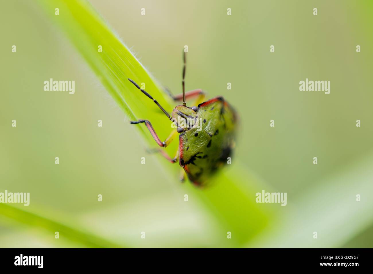 A southern green shield bug or green vegetable bug climbs up the side ...