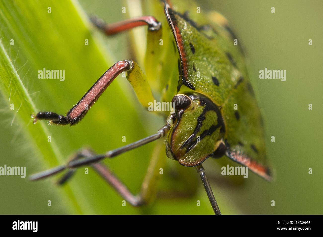 New zealand bug green leaf hi-res stock photography and images - Alamy