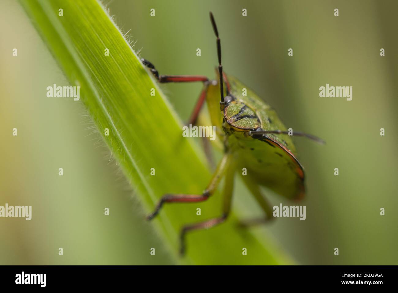 A southern green shield bug or green vegetable bug climbs up the side ...
