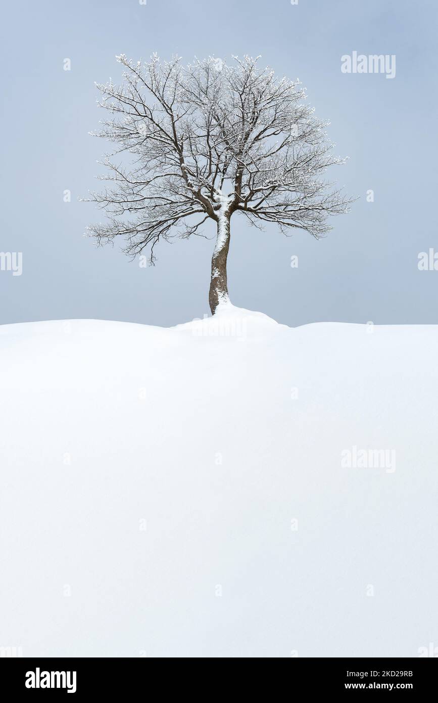 Minimalist winter landscape with lone tree in snow Stock Photo - Alamy