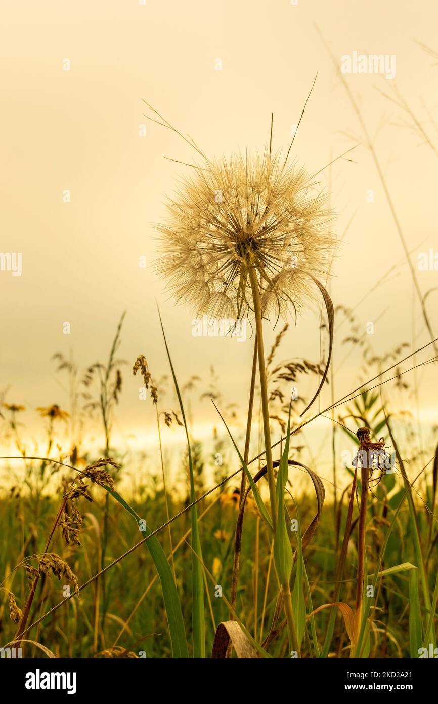 A vertical shot of a Dandelion Fluff in a crop field - good for ...