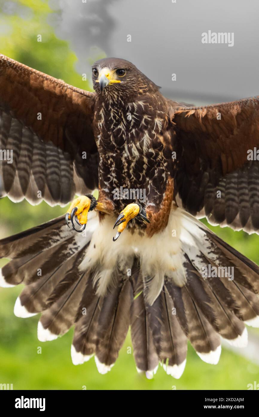 Exposed claws hi-res stock photography and images - Alamy