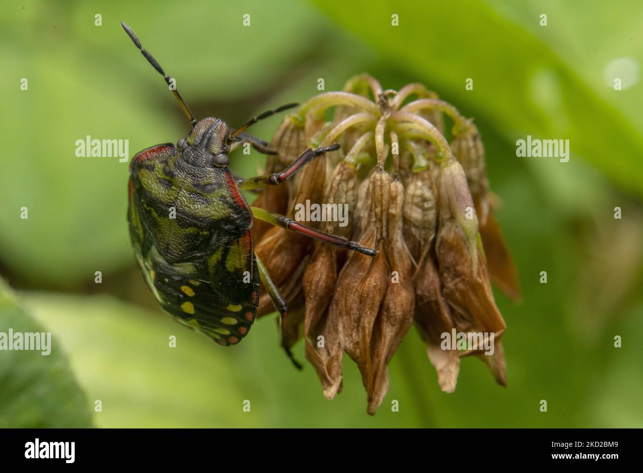 A shield bug also known as green vegetable bug or stink bug (Nezara ...