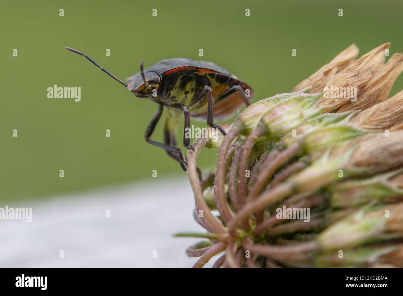 A shield bug also known as green vegetable bug or stink bug (Nezara ...