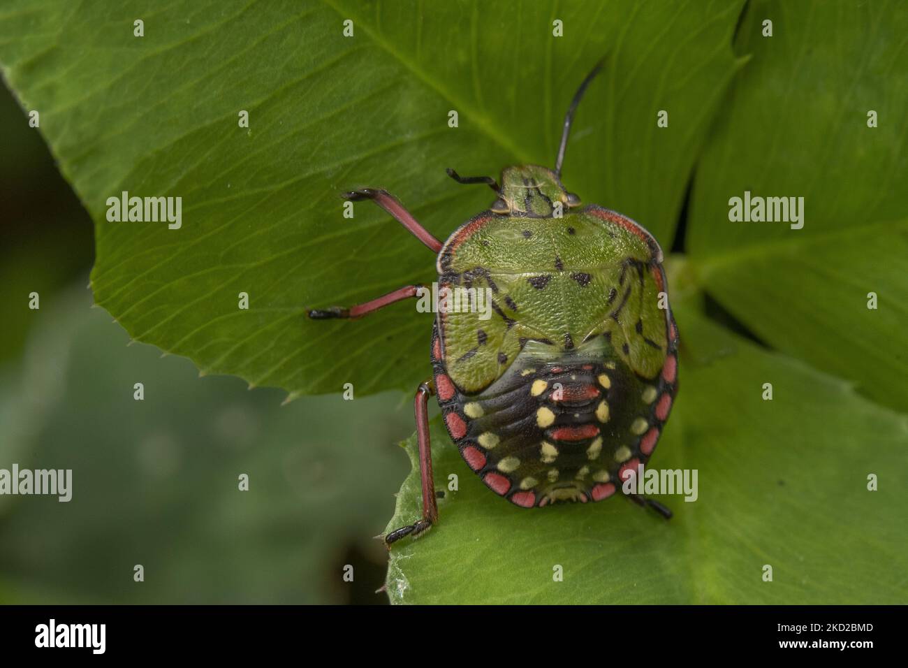A shield bug also known as green vegetable bug or stink bug (Nezara ...