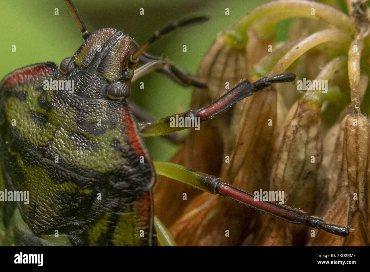 A shield bug also known as green vegetable bug or stink bug (Nezara ...