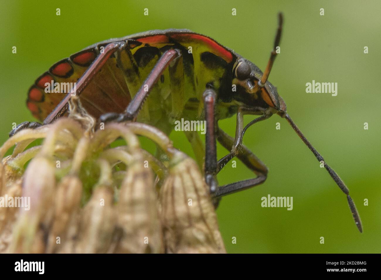 A shield bug also known as green vegetable bug or stink bug (Nezara ...