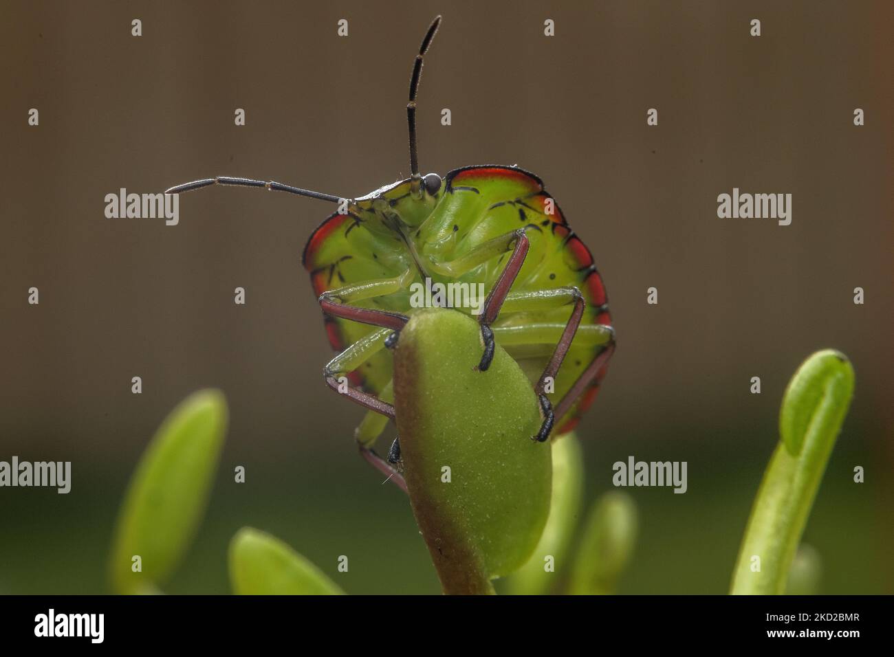A shield bug also known as green vegetable bug or stink bug (Nezara ...