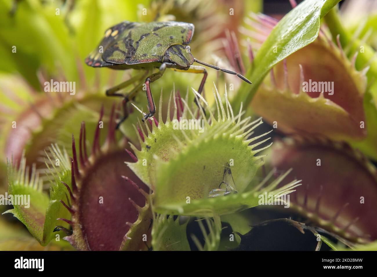 A shield bug also known as green vegetable bug or stink bug (Nezara ...