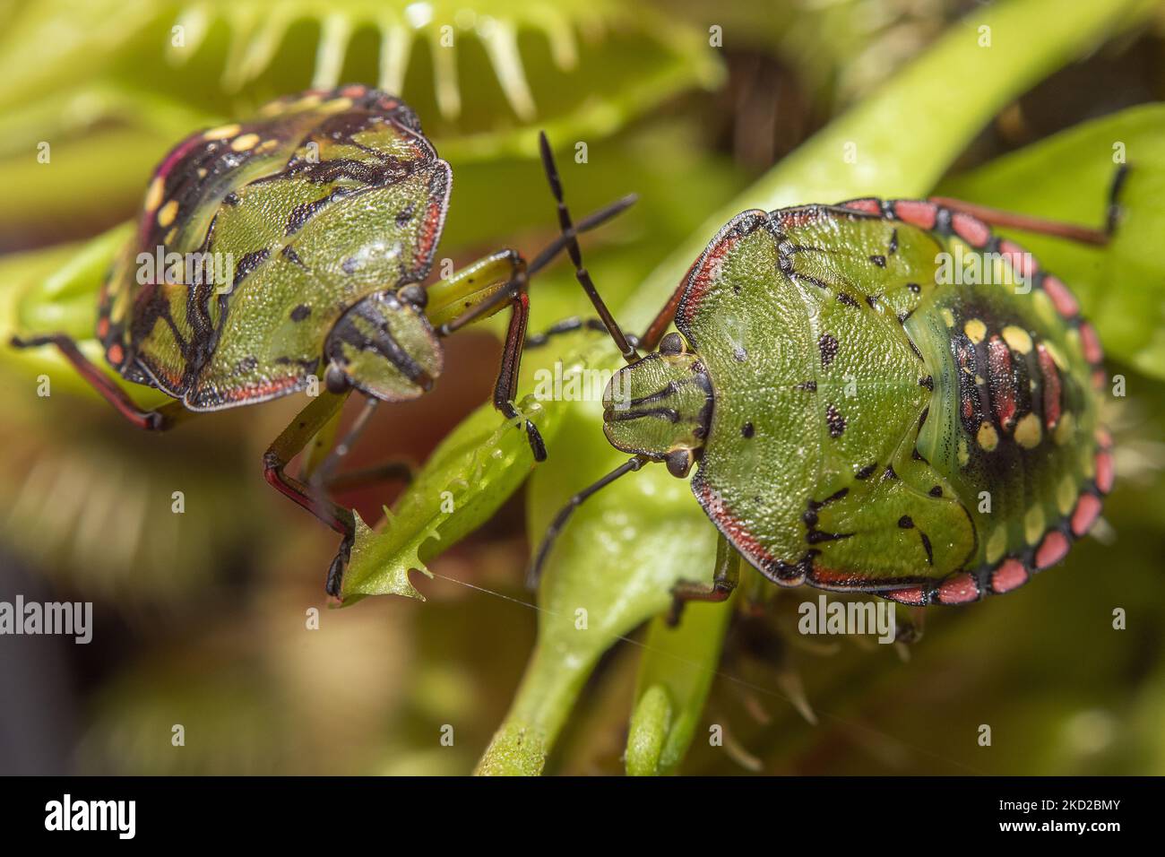 Shield bugs also known as green vegetable bugs or stink bugs (Nezara ...