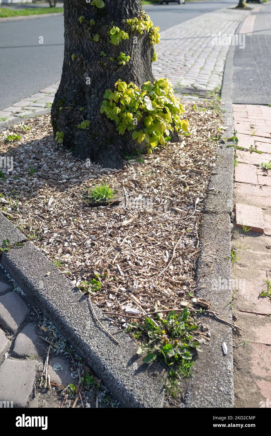 Landscaping on city streets. Detail of stone pavement and tree trunk ...