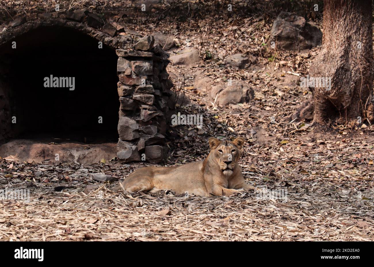 A lion inside an enclosure at Assam Stare Zoo, in Guwahati, Assam ...