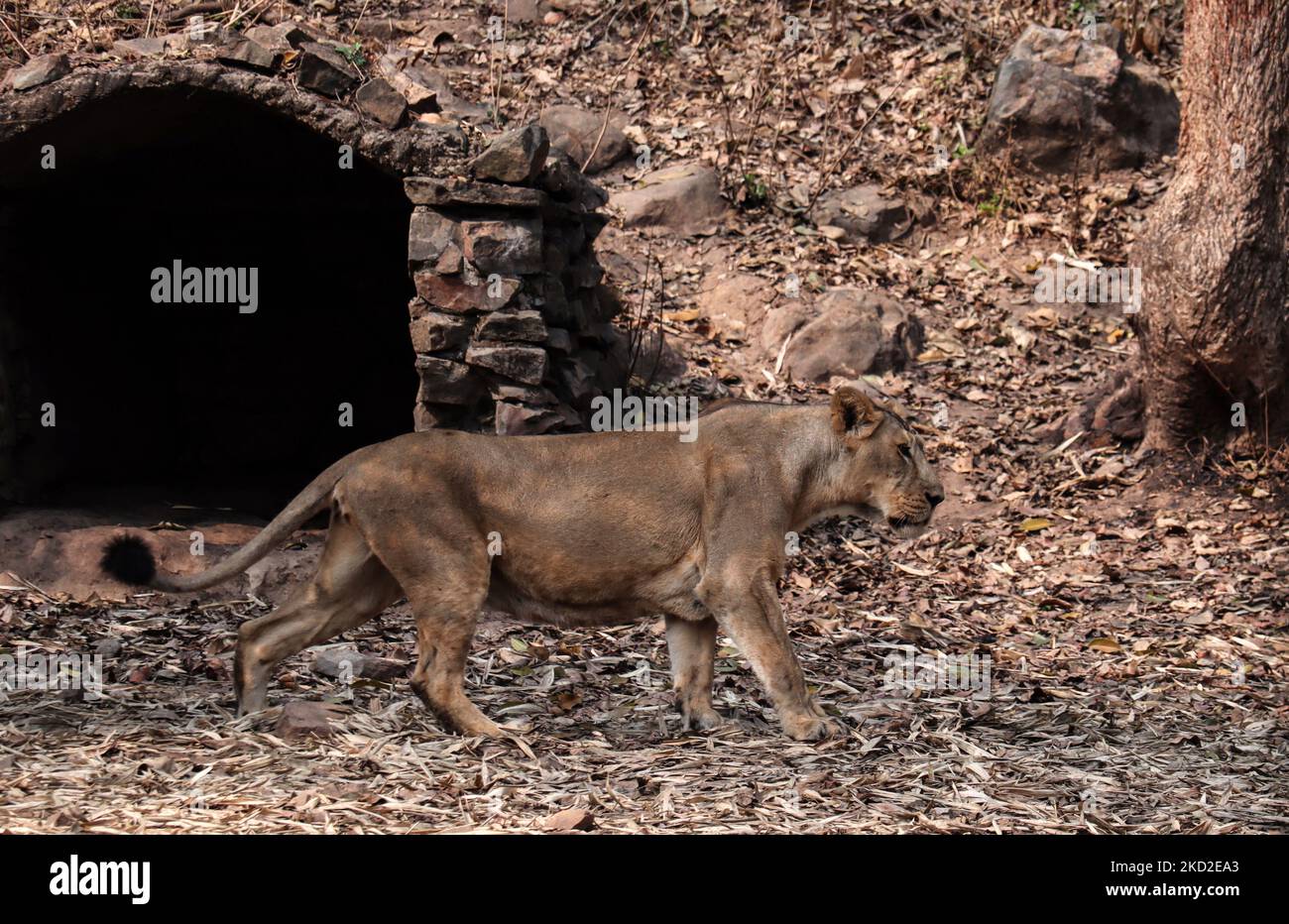 A lion inside an enclosure at Assam Stare Zoo, in Guwahati, Assam ...