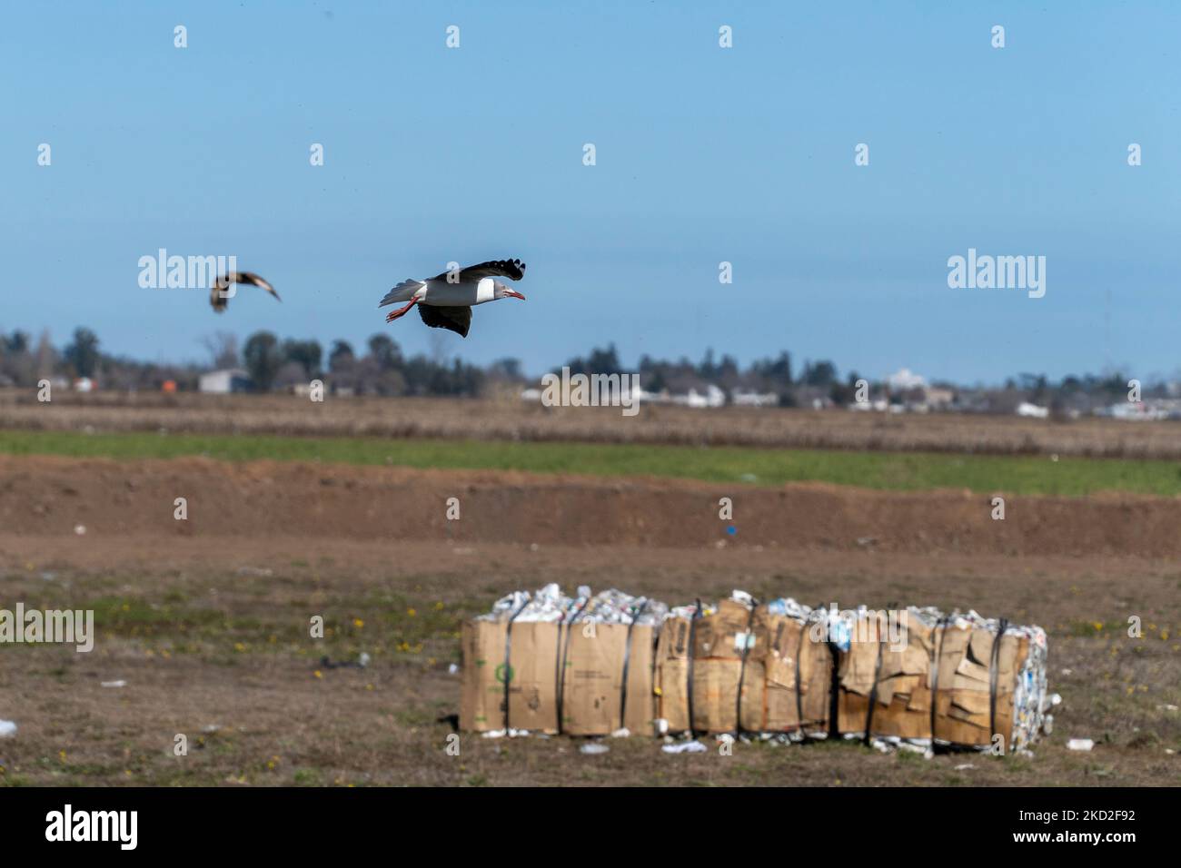 The compacted garbage for disposal in a waste processing plant with ...