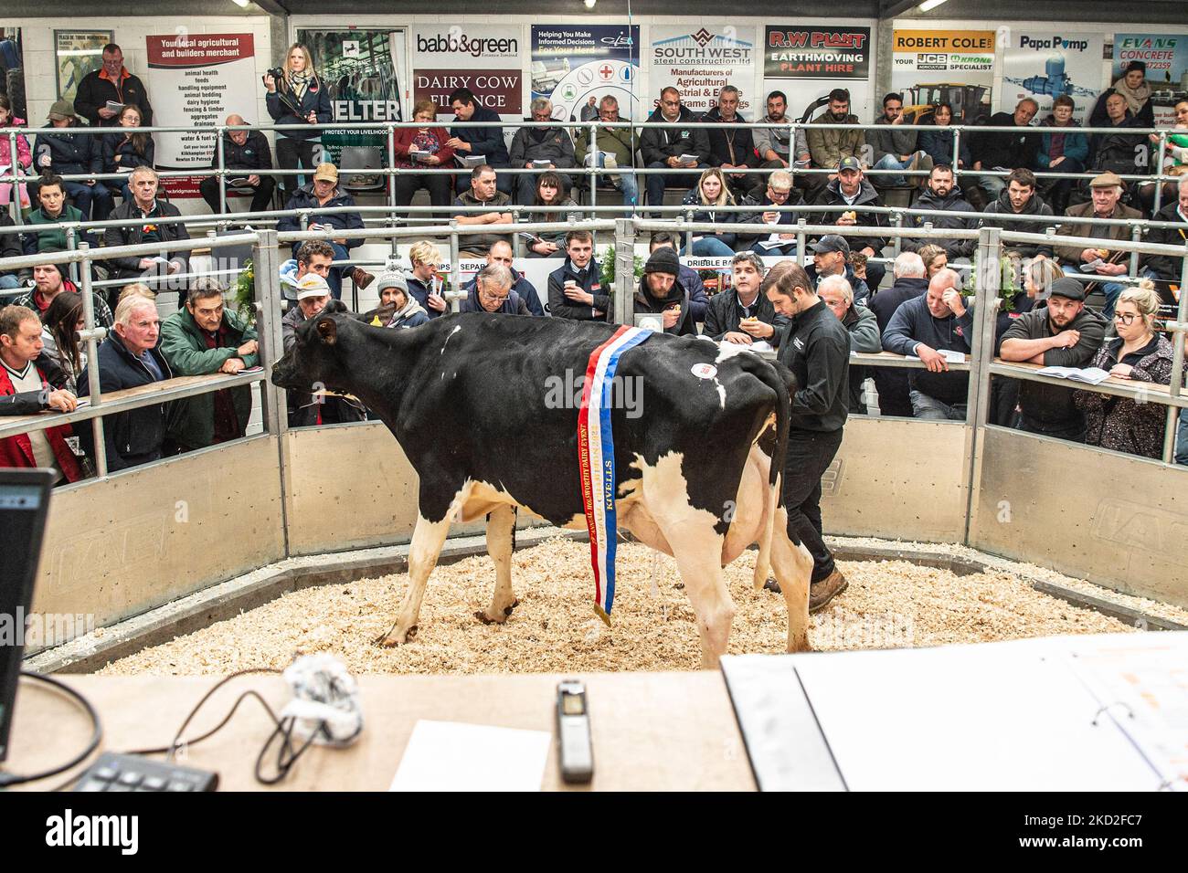 champion cow in the sales ring Stock Photo - Alamy