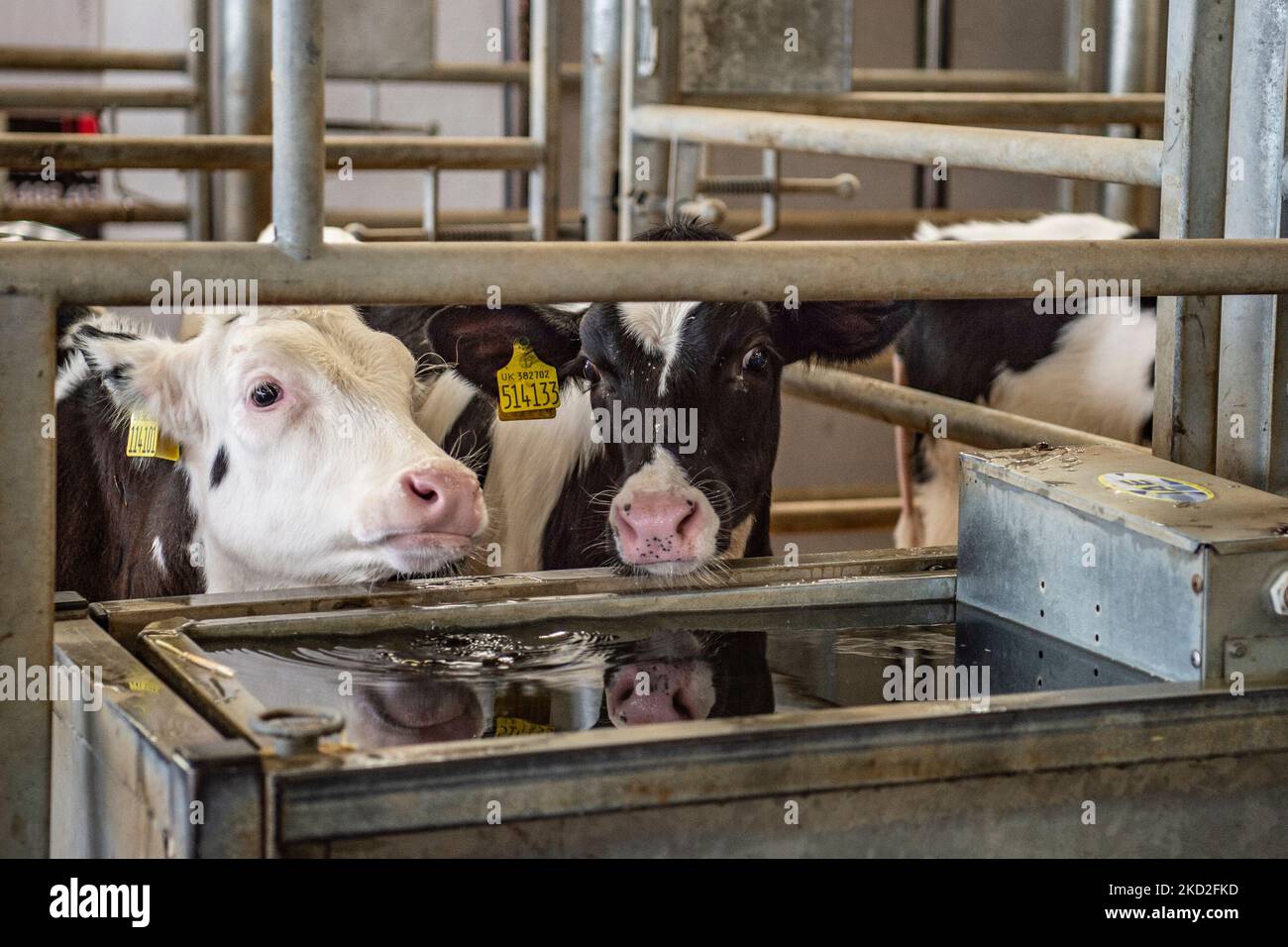 calves for sale at market Stock Photo - Alamy