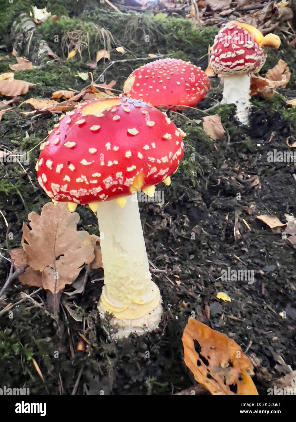 Three Fly Agaric Mushrooms in Autumn Woodland Stock Photo - Alamy