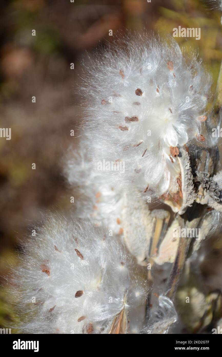 Closeup of milkweed seed pod Stock Photo - Alamy