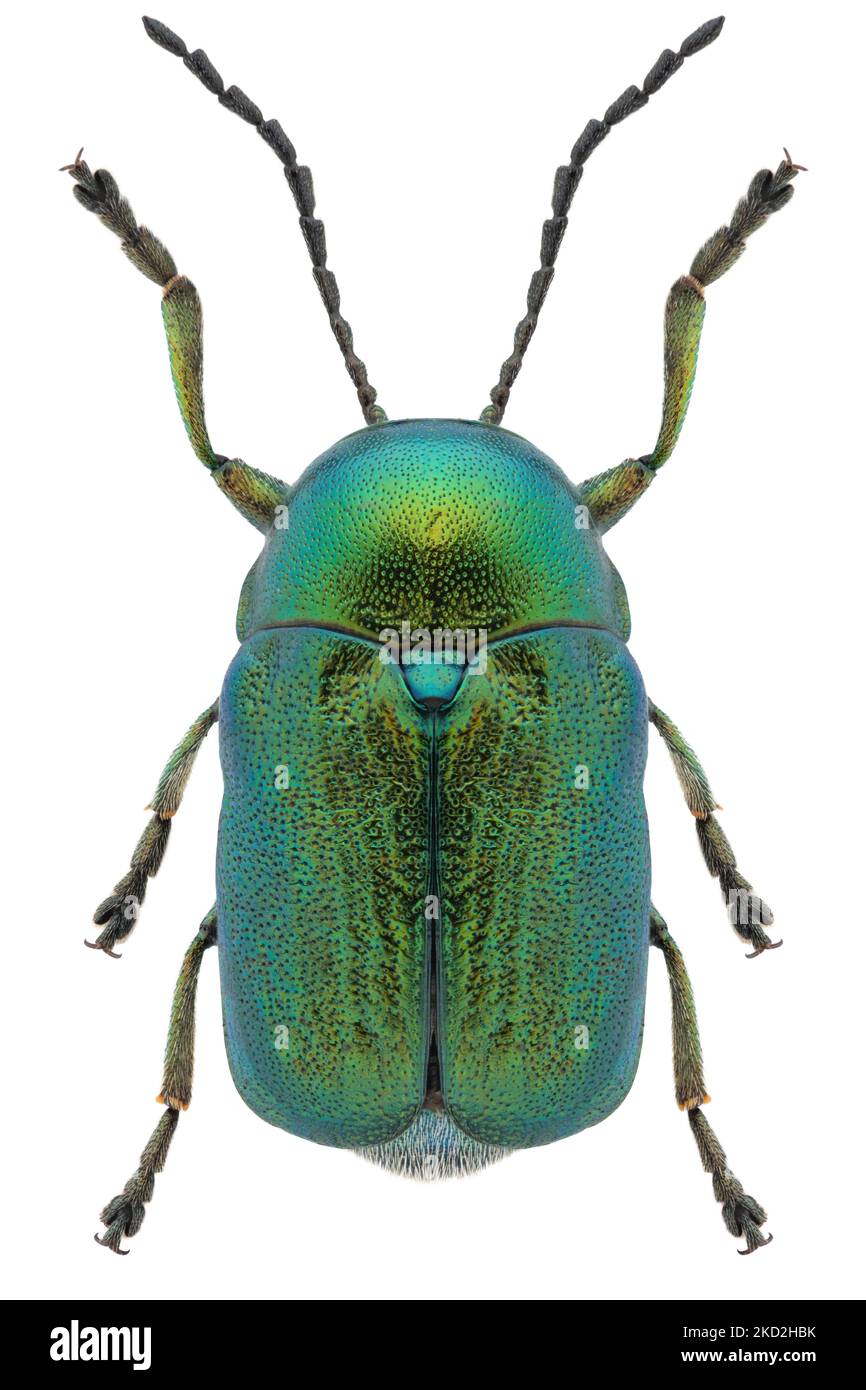 Case-bearing leaf beetle species Cryptocephalus aureolus, trivial name ...
