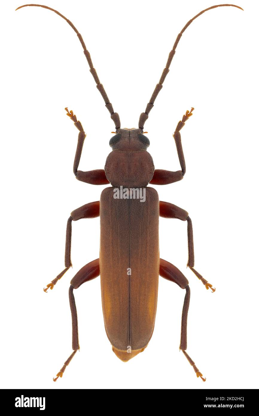 Longhorn beetle species Arhopalus rusticus, trivial name: Rust Pine ...