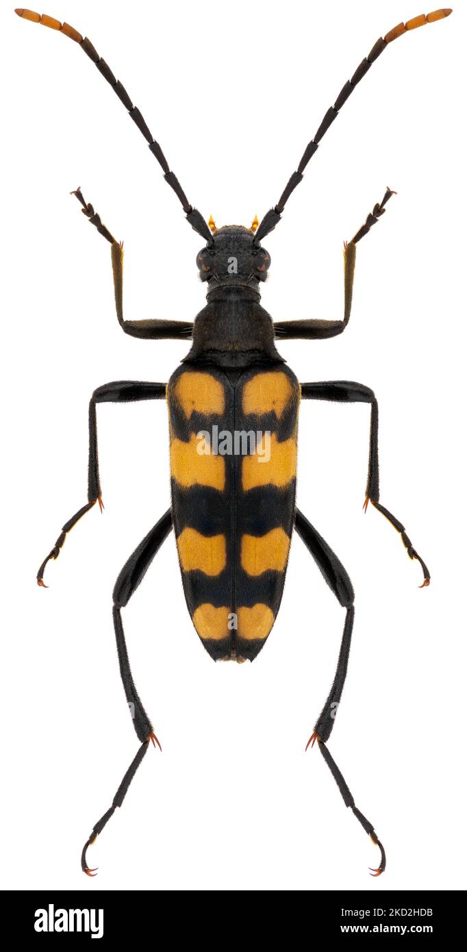 Longhorn beetle species Leptura quadrifasciata, trivial name: Four ...