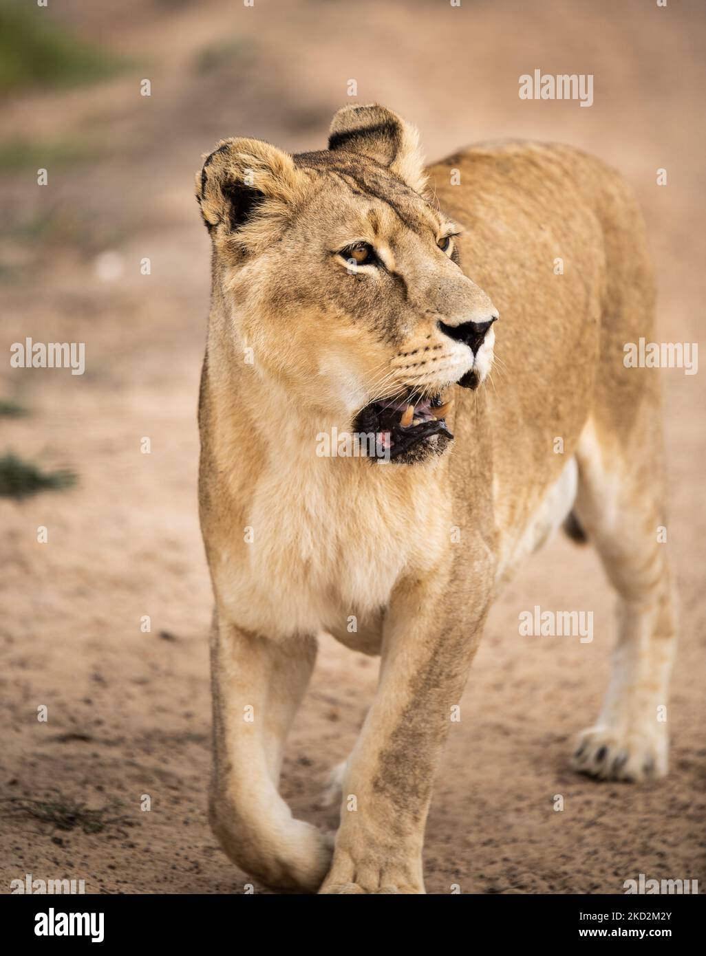 Majestic male African lion king of the jungle - Mighty wild animal of ...