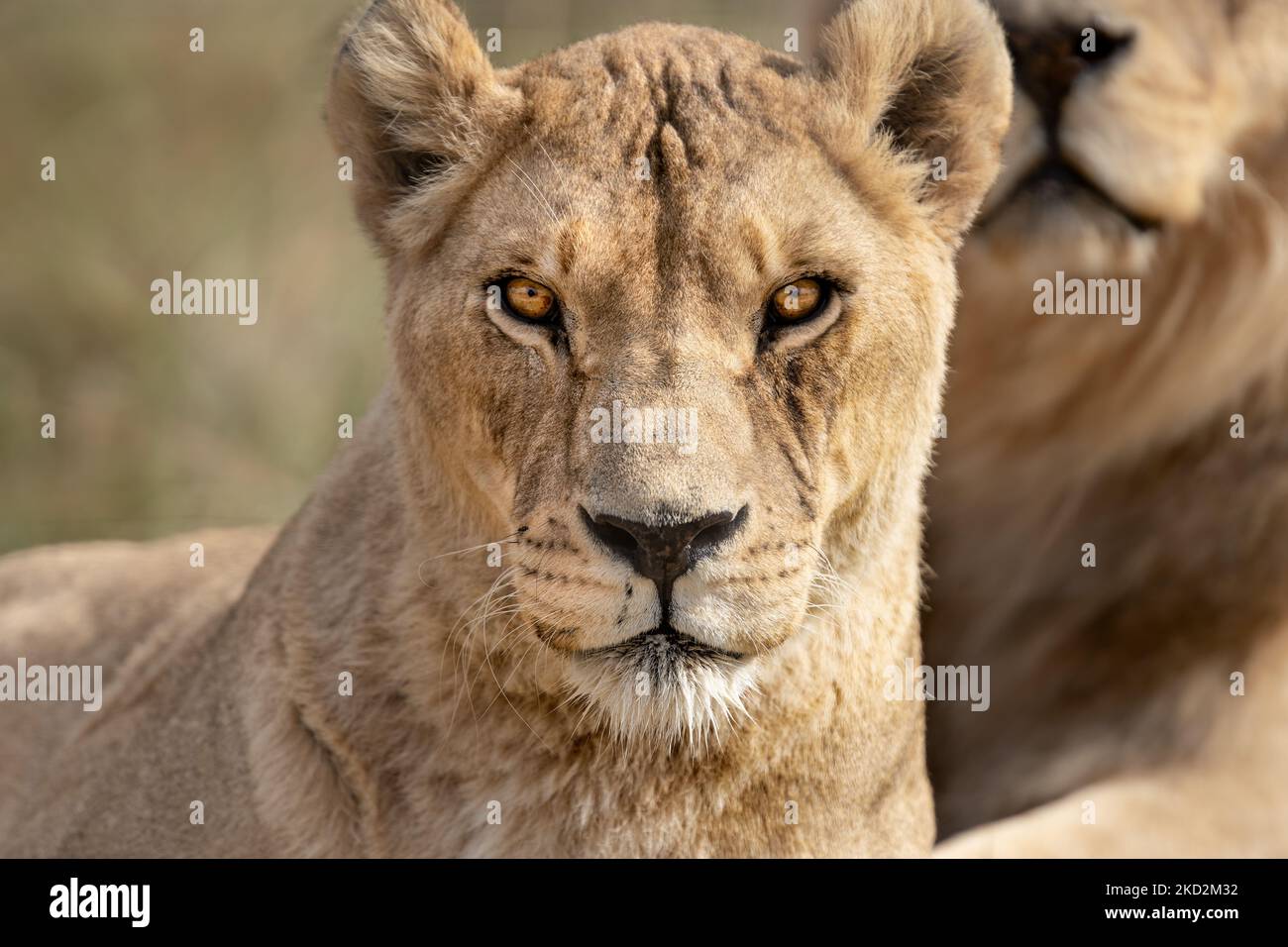 Majestic male African lion king of the jungle - Mighty wild animal of ...