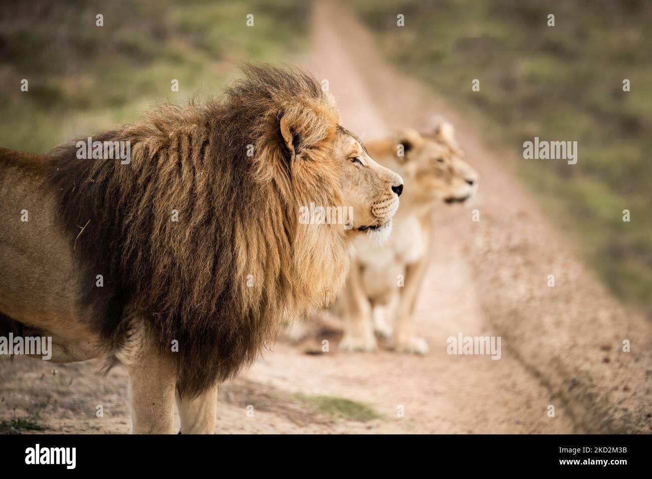 Majestic male African lion king of the jungle - Mighty wild animal of ...