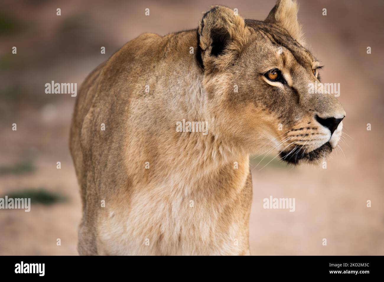 Majestic African lioness Queen of the jungle Stock Photo - Alamy