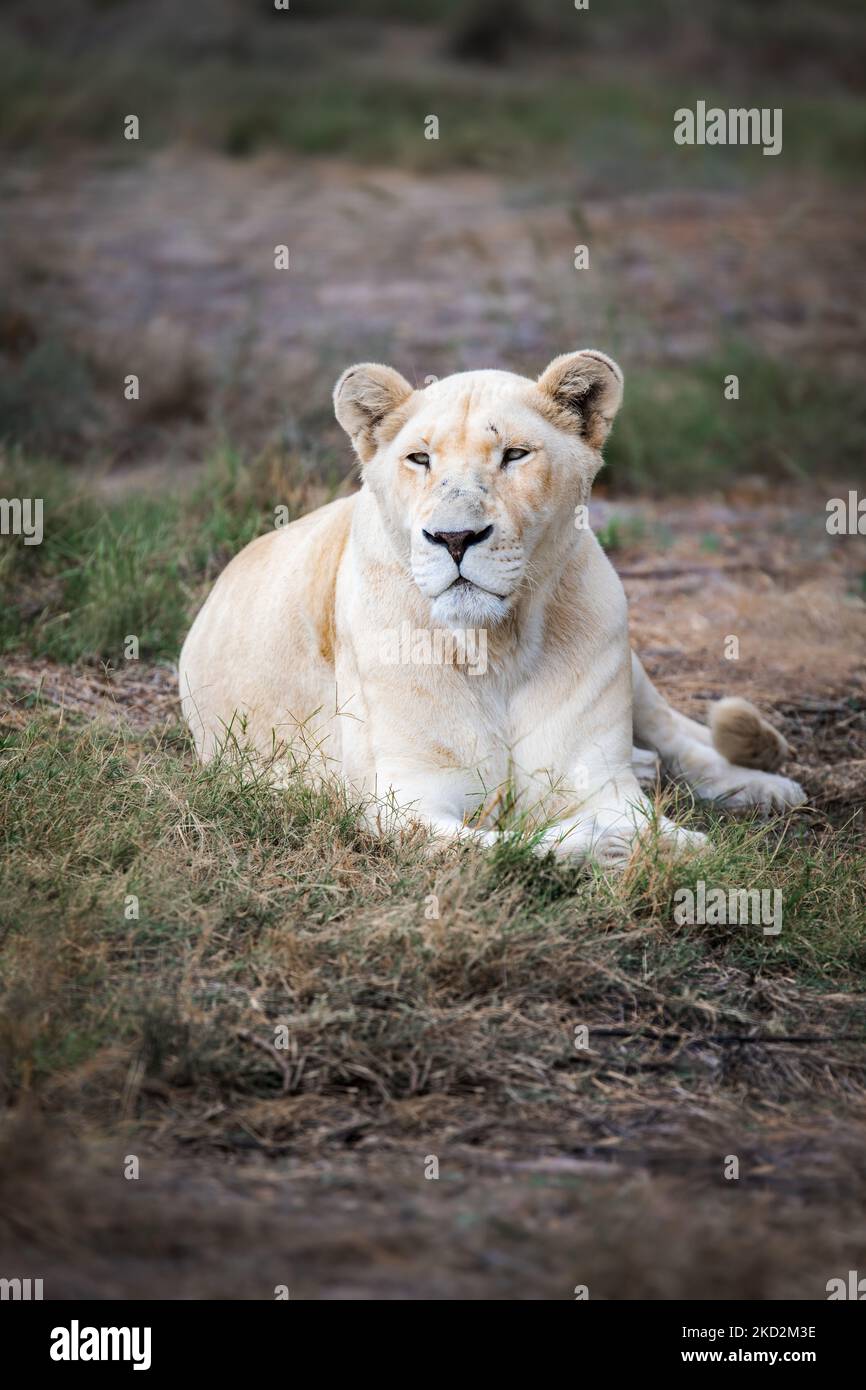 Majestic and rare African white lioness Queen of the jungle Stock Photo ...