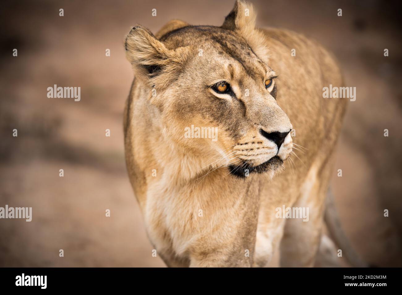 Majestic African lioness Queen of the jungle Stock Photo - Alamy
